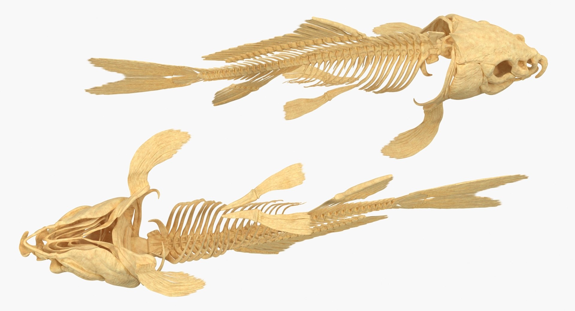Carp Skeleton For 3D Print 3D - TurboSquid 2333887