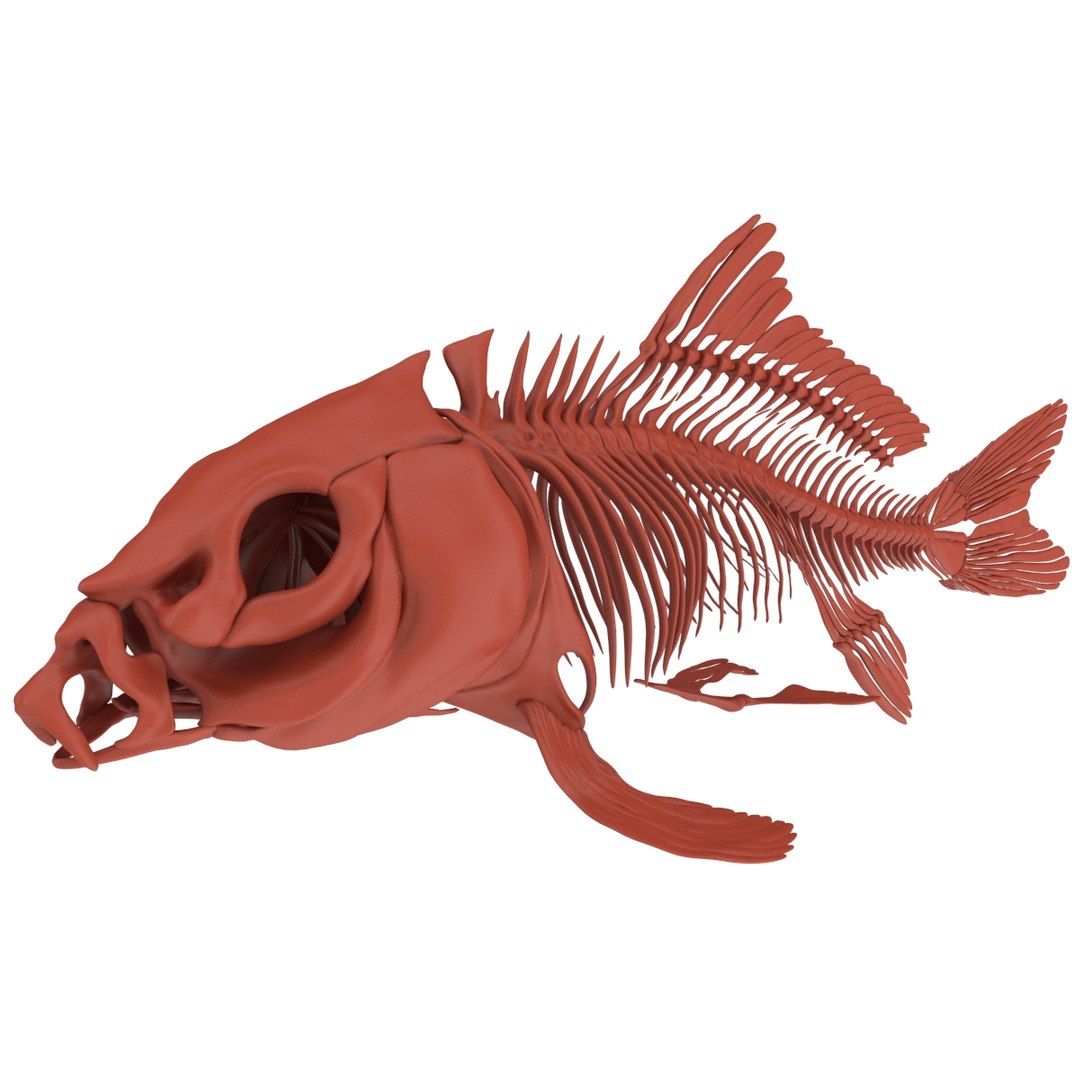 Carp Skeleton For 3D Print 3D - TurboSquid 2333887