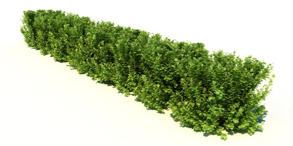 hedge plant 3d model