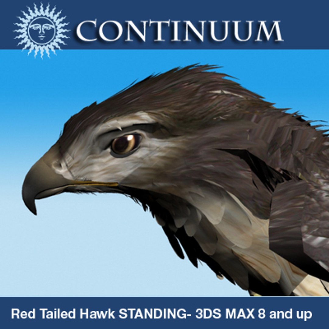 red tailed hawk standing 3d max