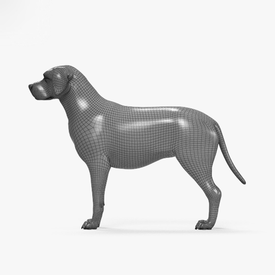 3D Labrador Retriever Model - TurboSquid 1395796