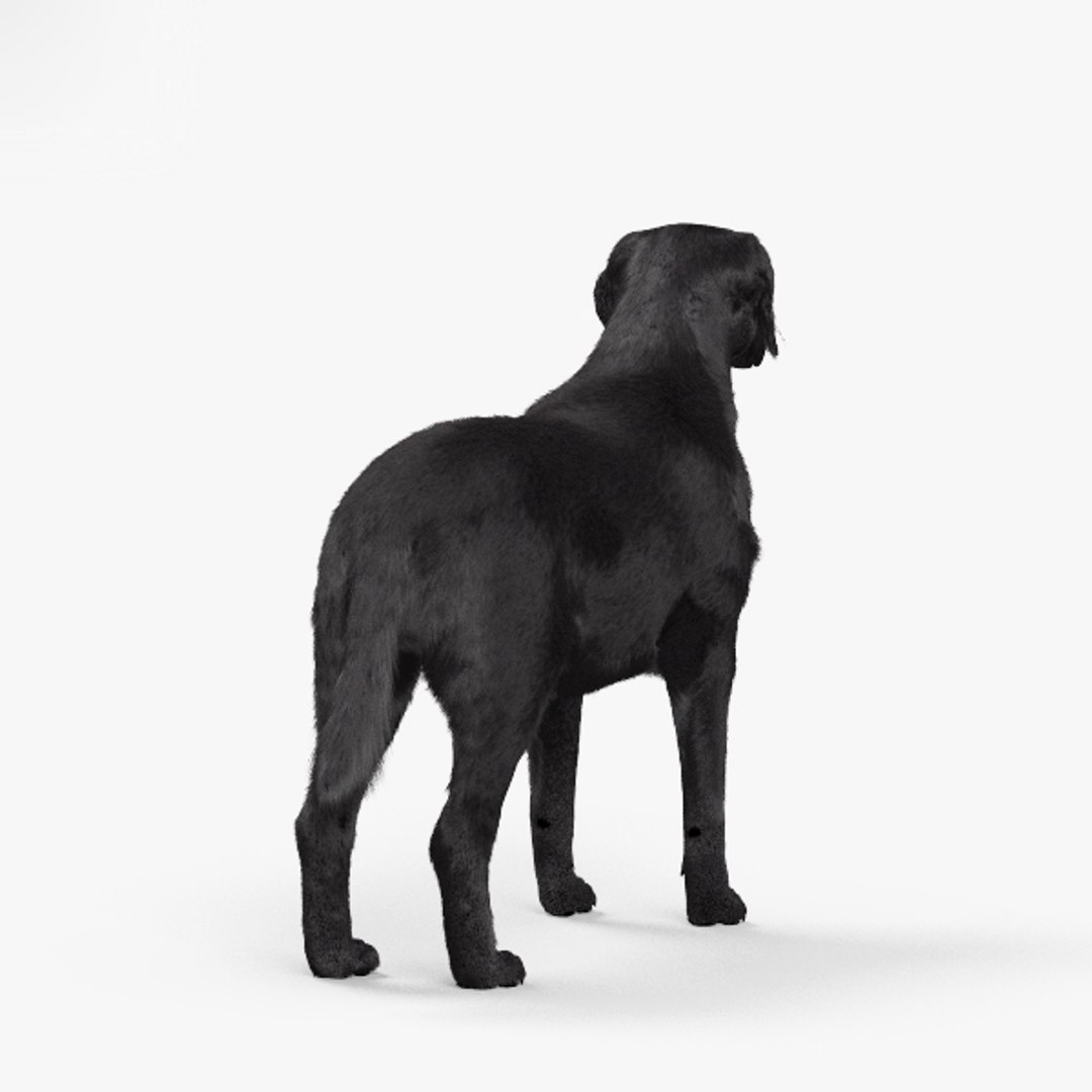 3D Labrador Retriever Model - TurboSquid 1395796