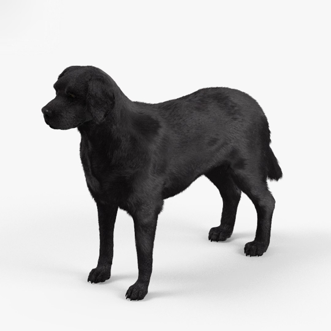 3D Labrador Retriever Model - TurboSquid 1395796