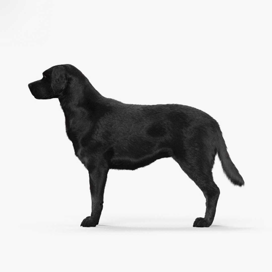 3D Labrador Retriever Model - TurboSquid 1395796