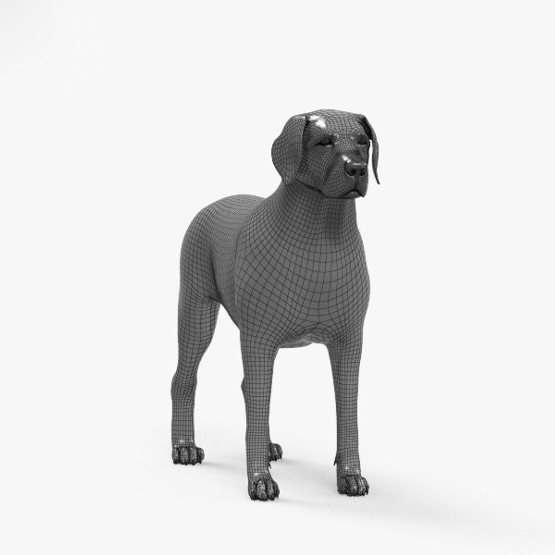 3D Labrador Retriever Model - TurboSquid 1395796