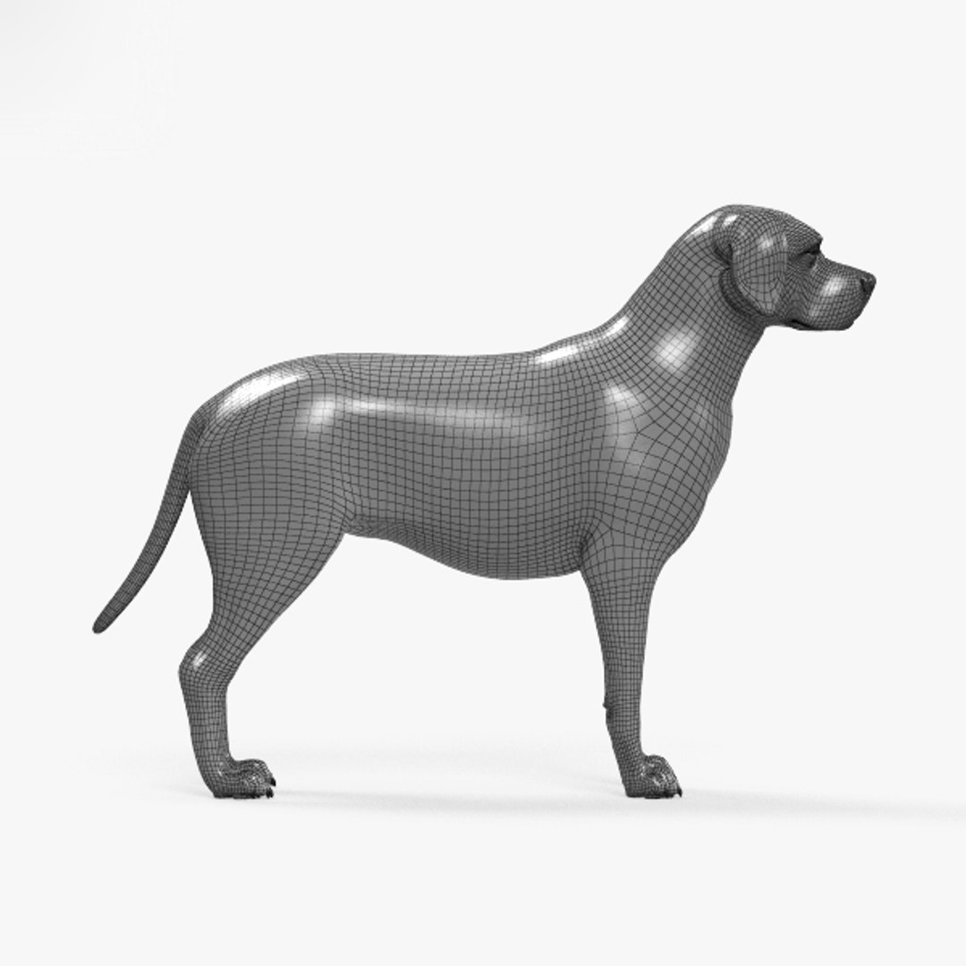 3D Labrador Retriever Model - TurboSquid 1395796