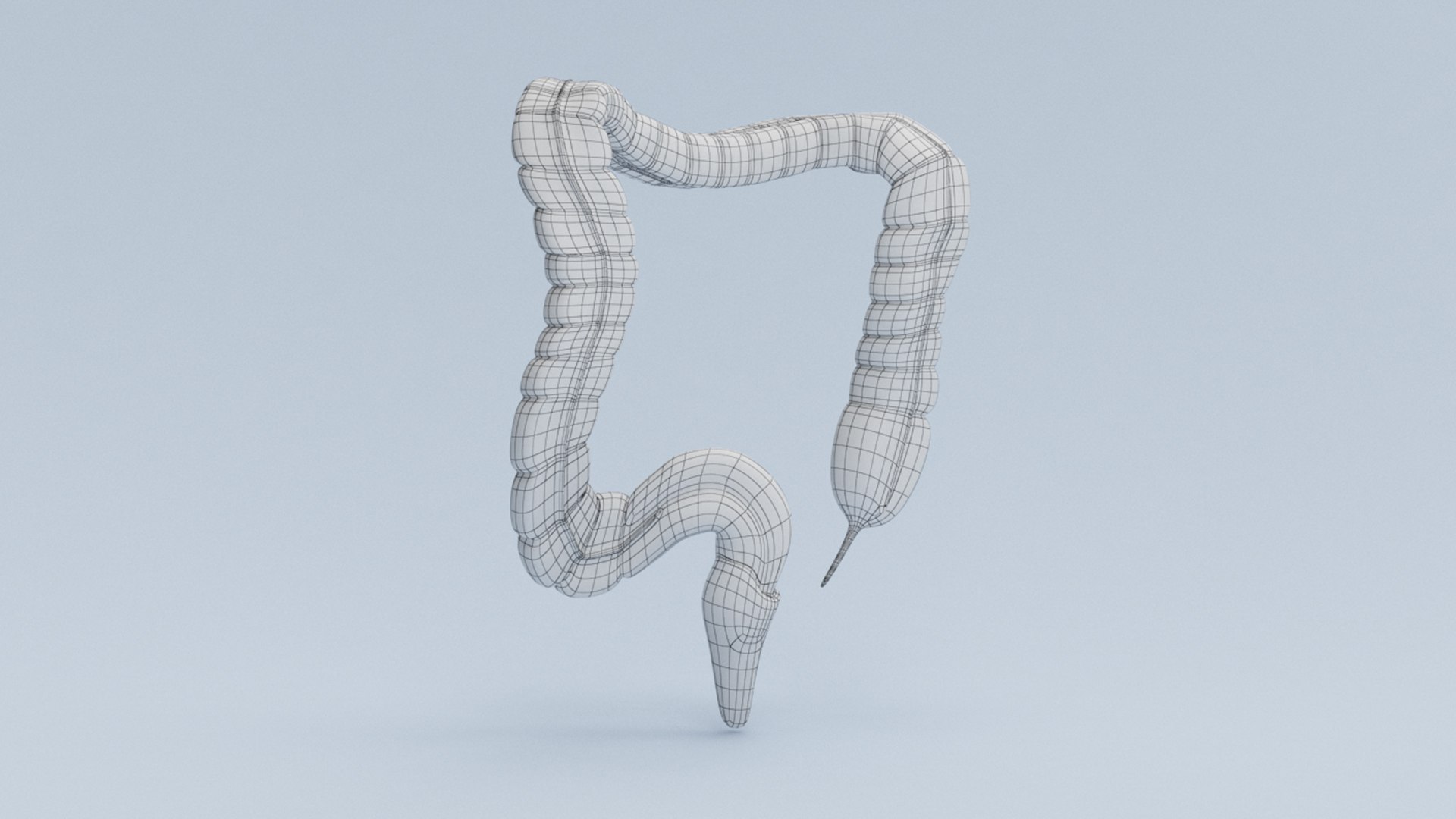 3d Model Large Intestine