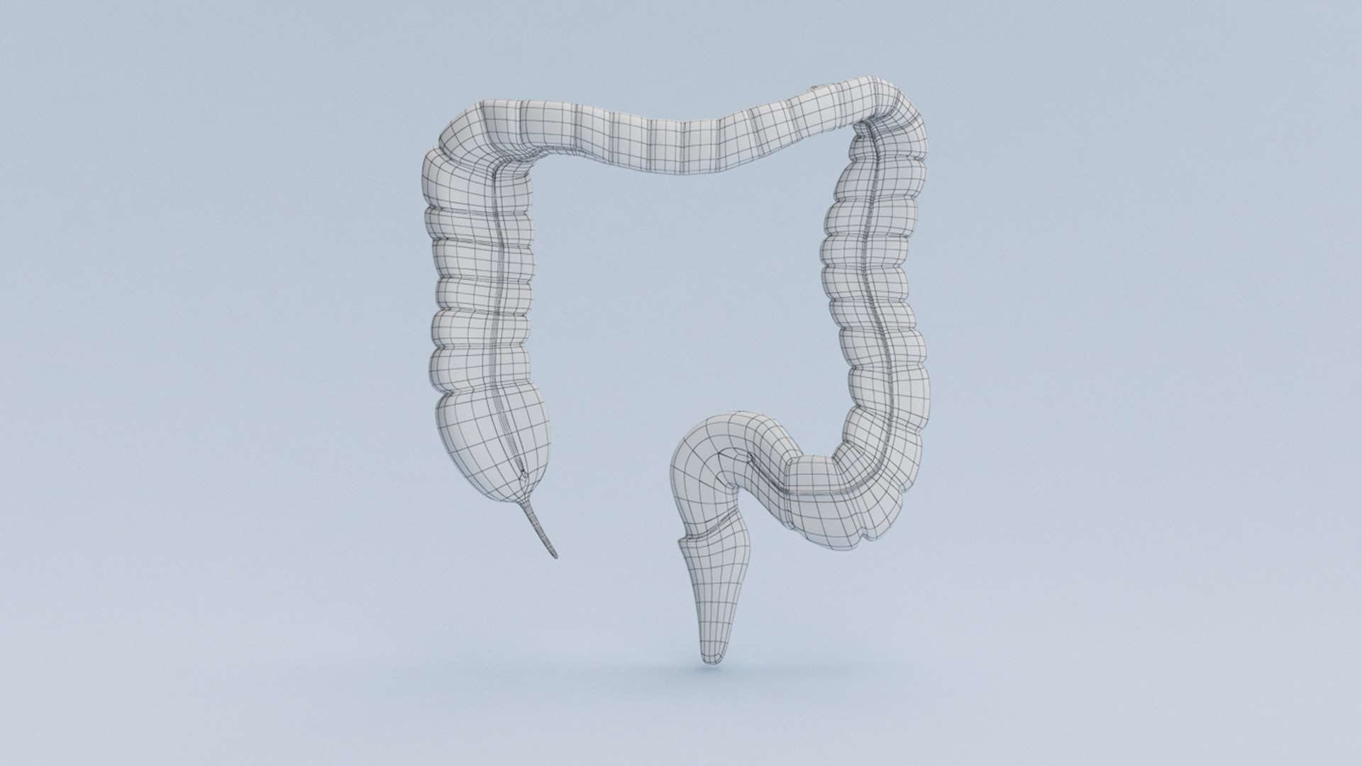 3d Model Large Intestine