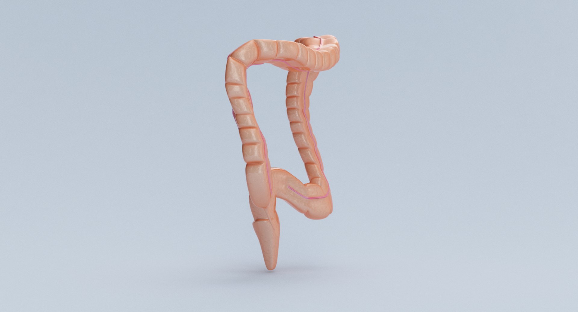 3d Model Large Intestine