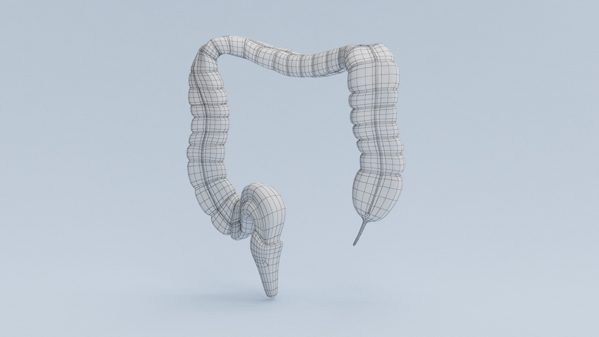 3d Model Large Intestine