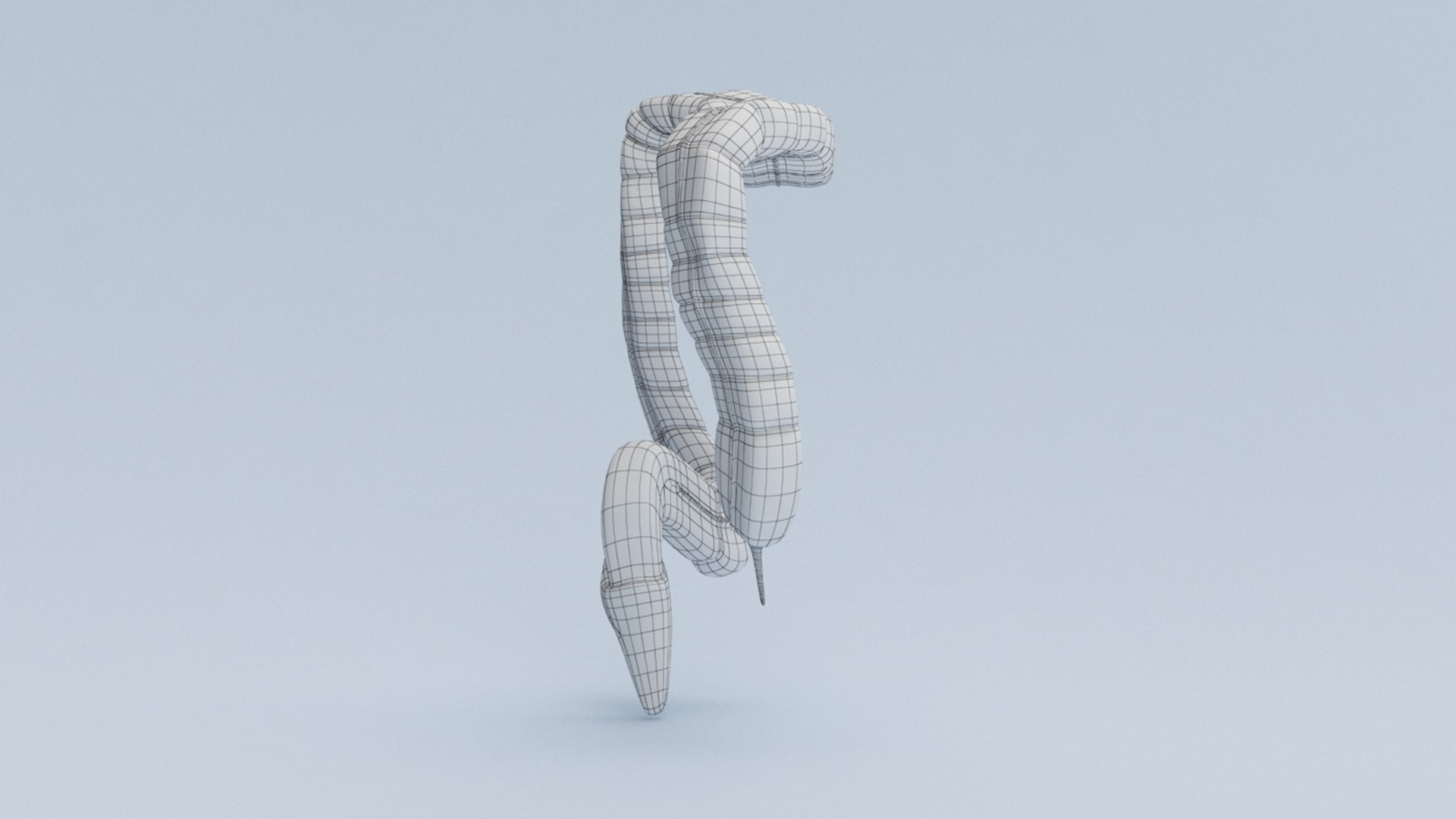 3d Model Large Intestine