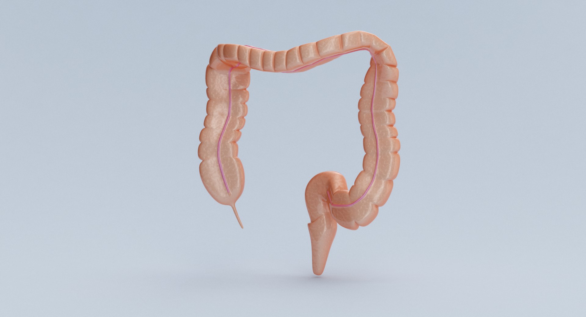 3d Model Large Intestine