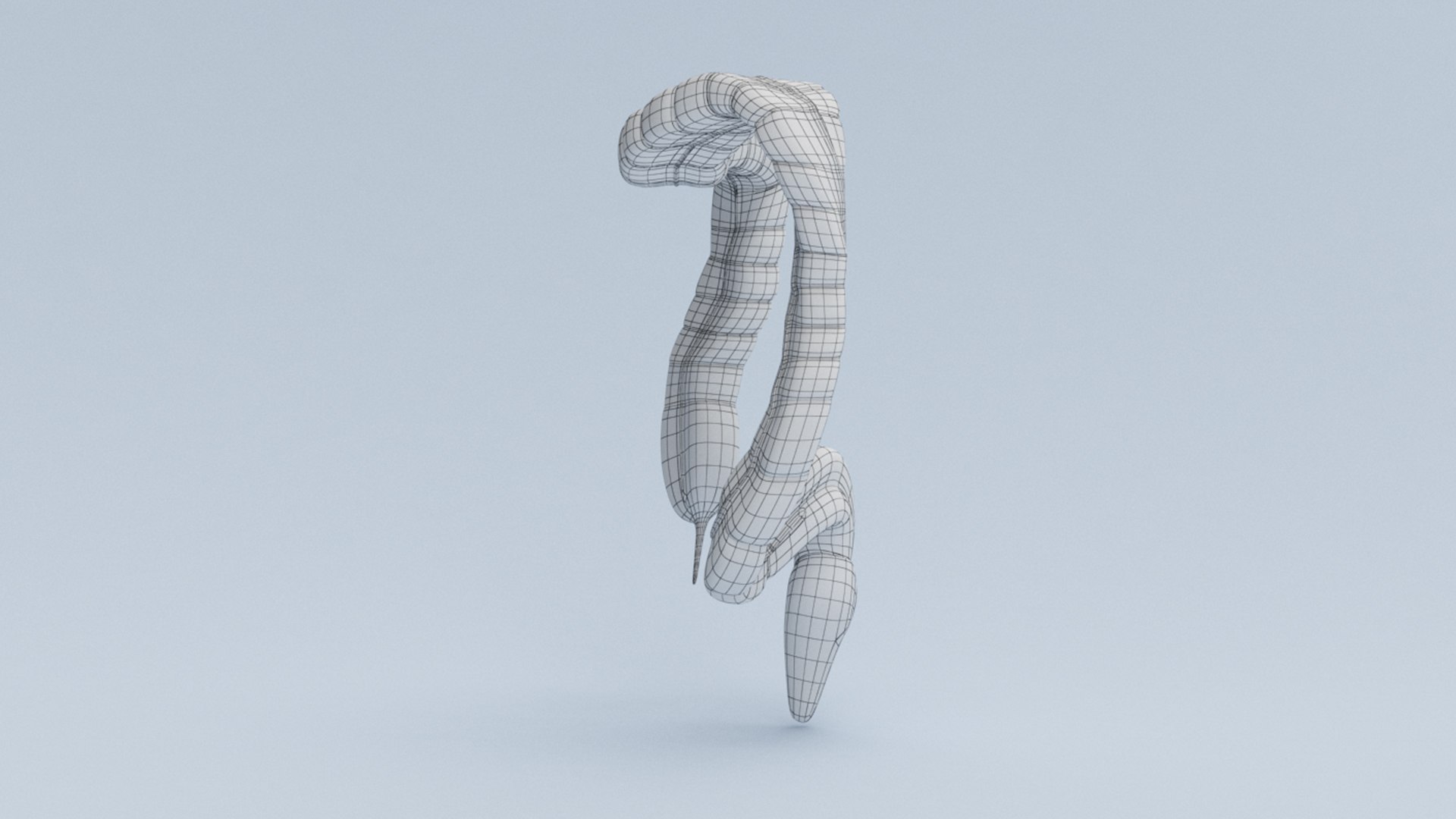 3d Model Large Intestine