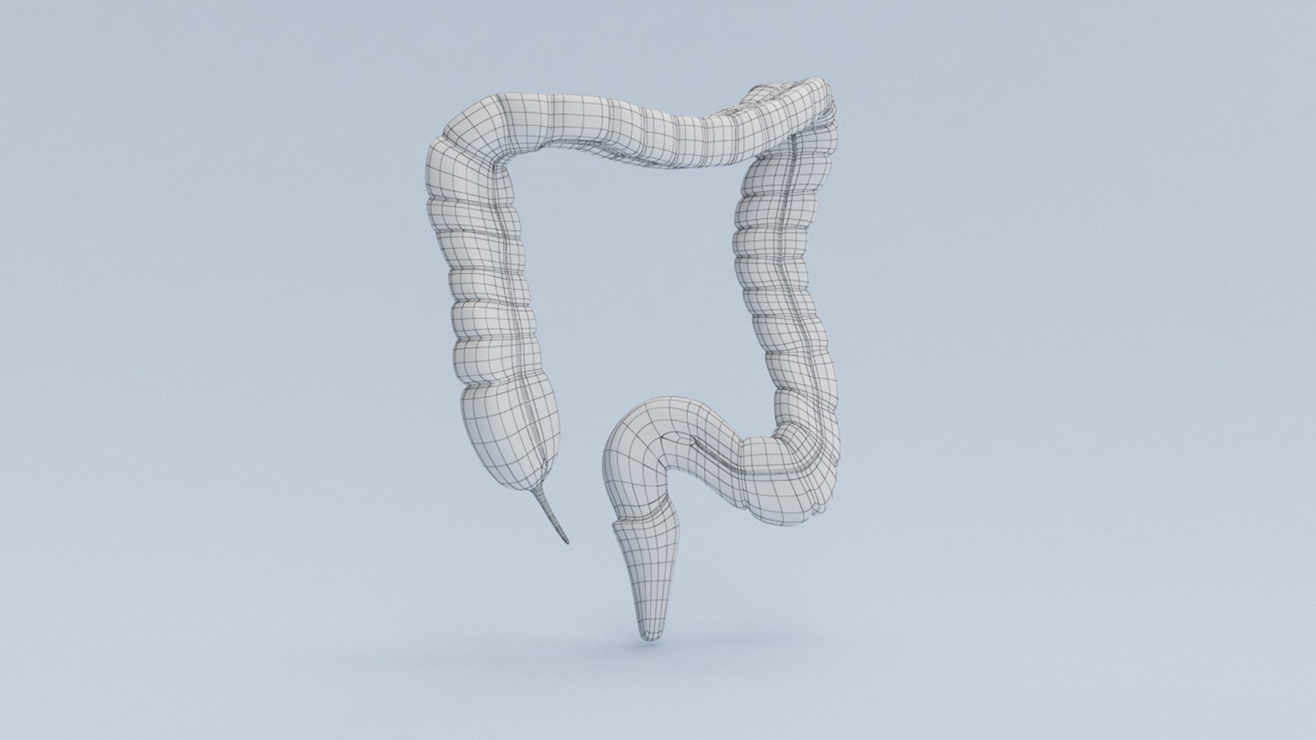 3d Model Large Intestine