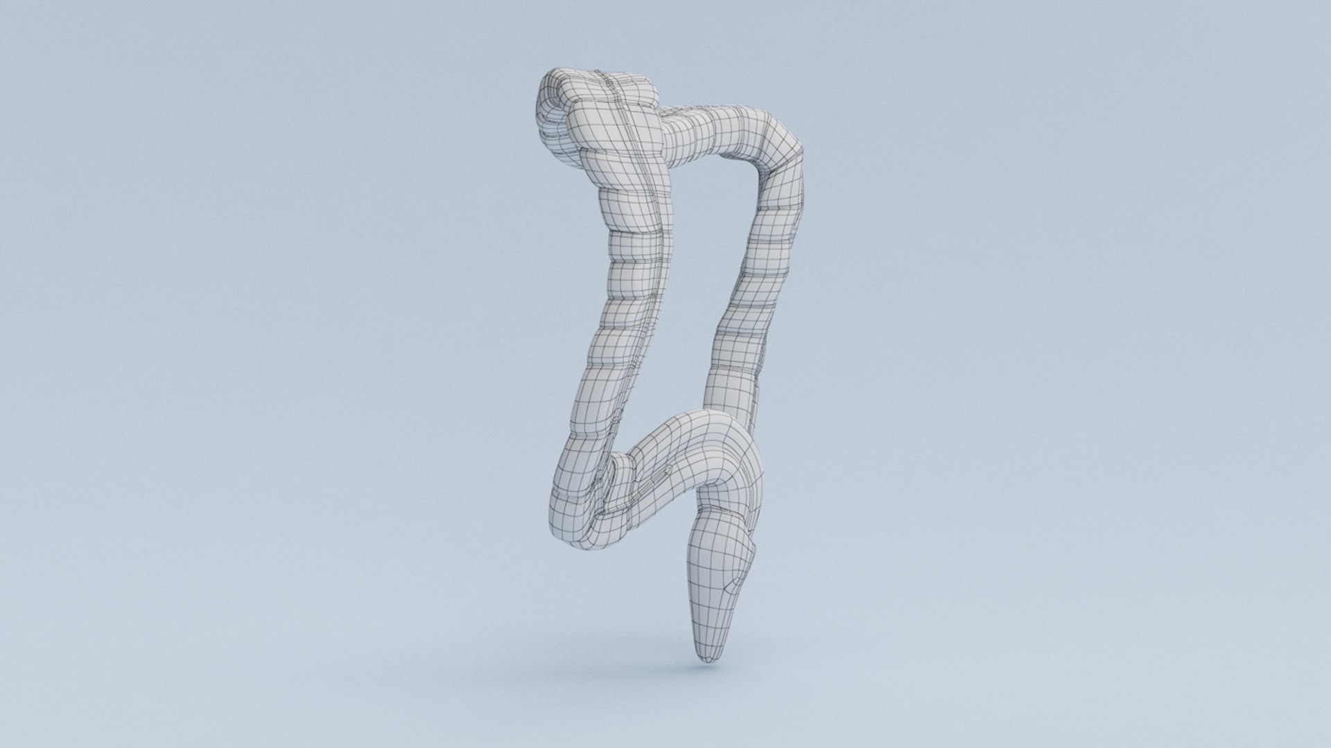 3d Model Large Intestine