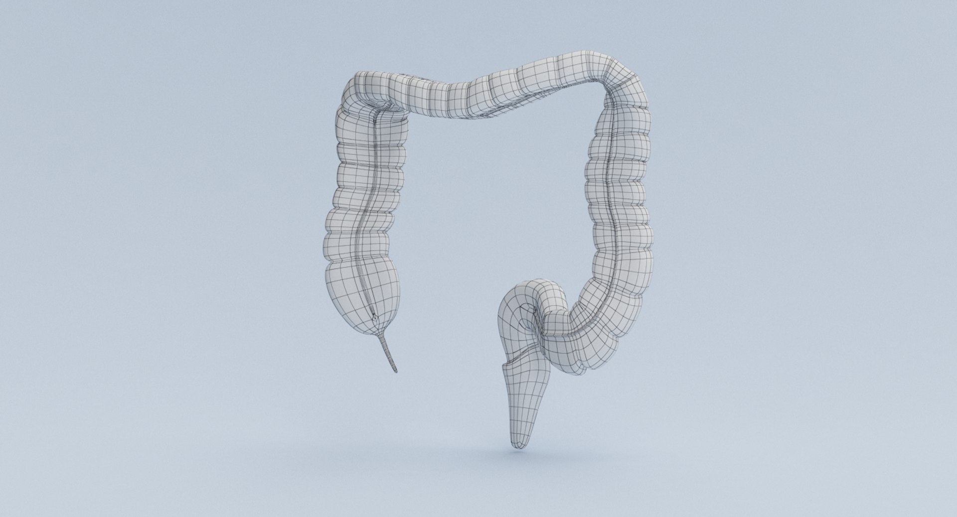 3d model large intestine