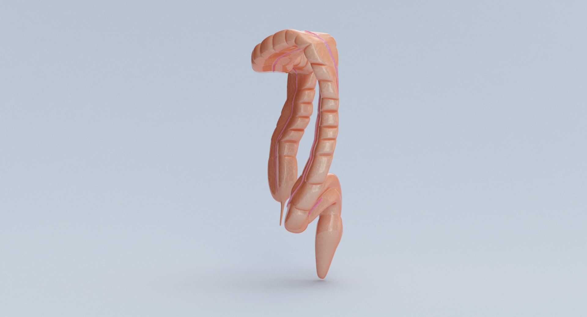 3d Model Large Intestine