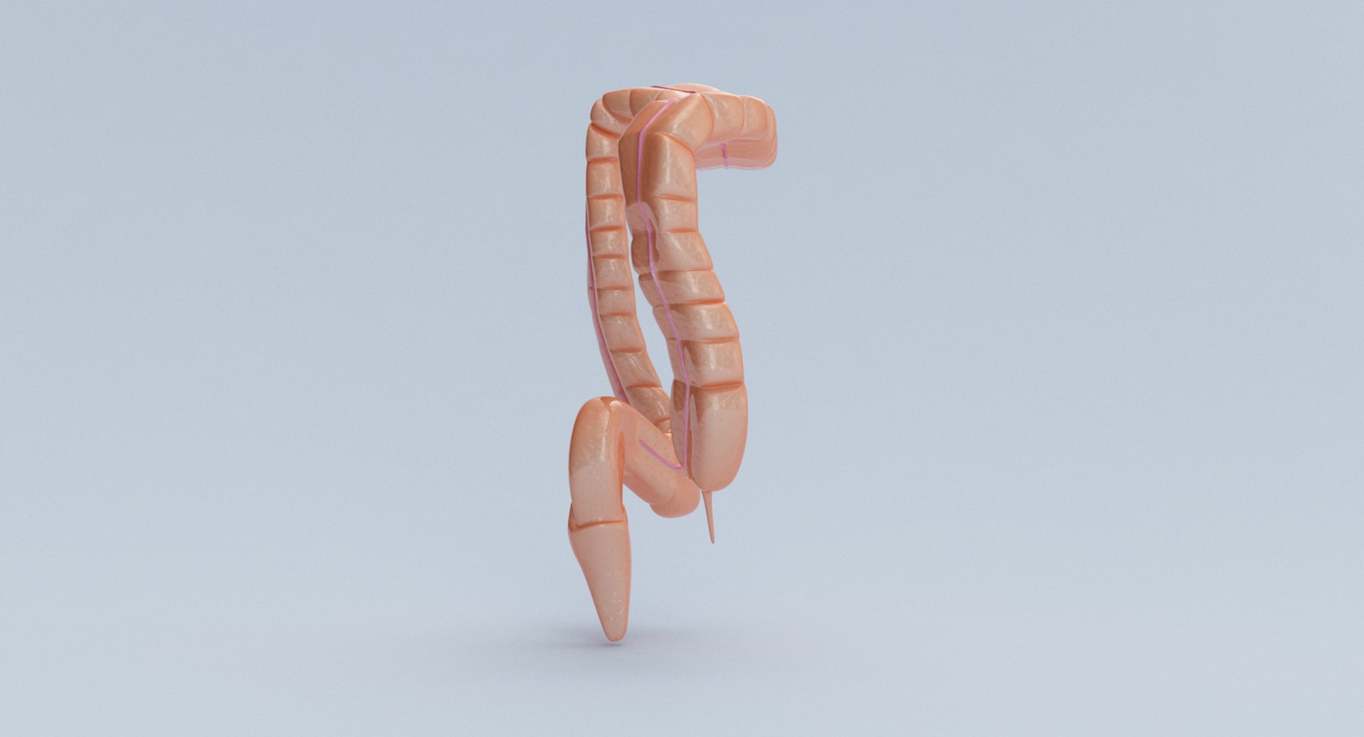 3d Model Large Intestine