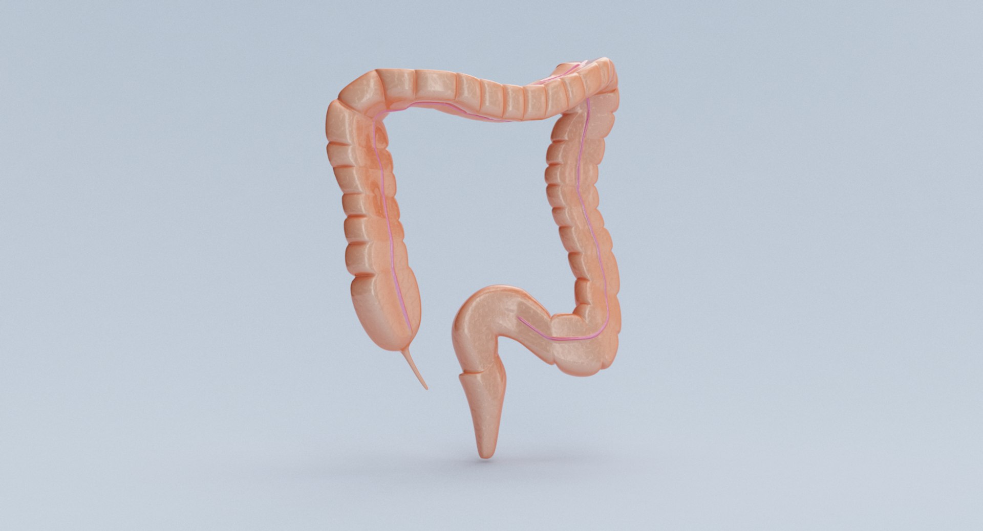 3d Model Large Intestine