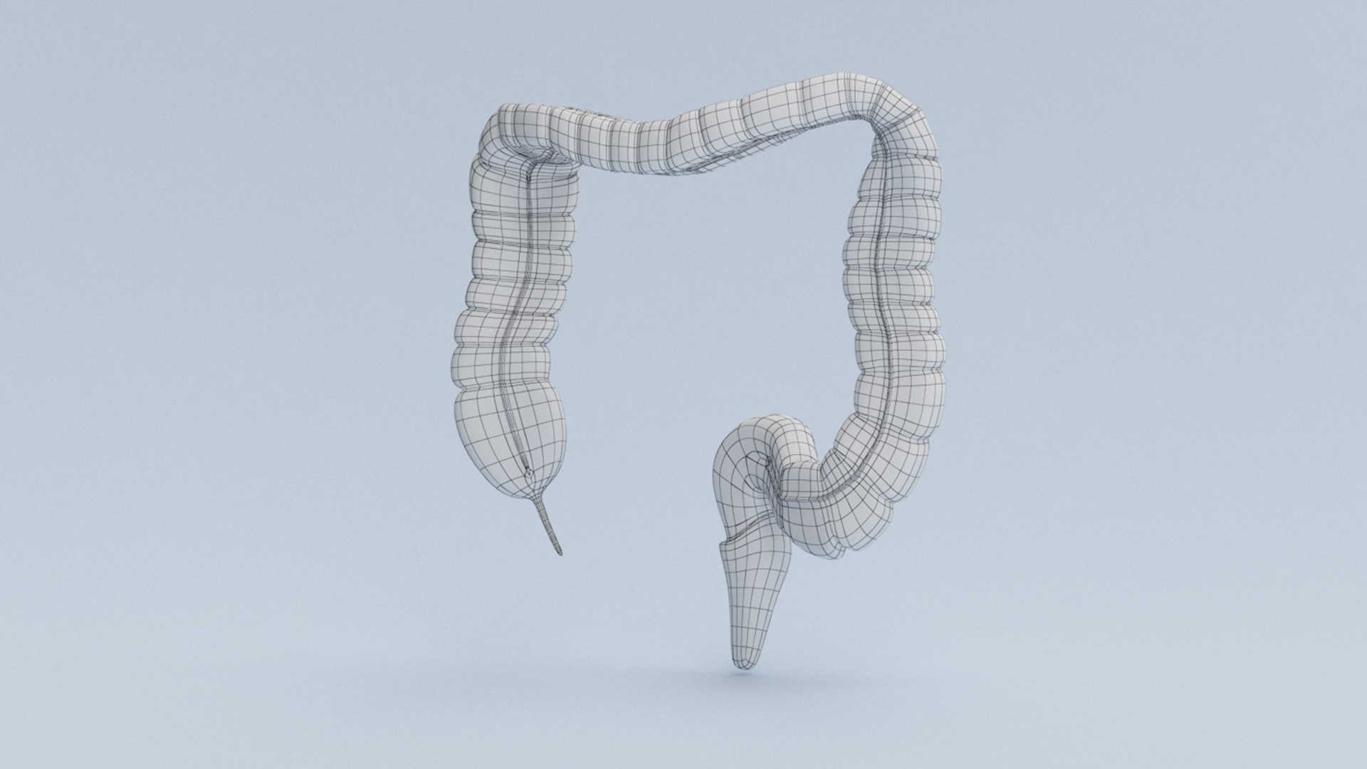 3d Model Large Intestine