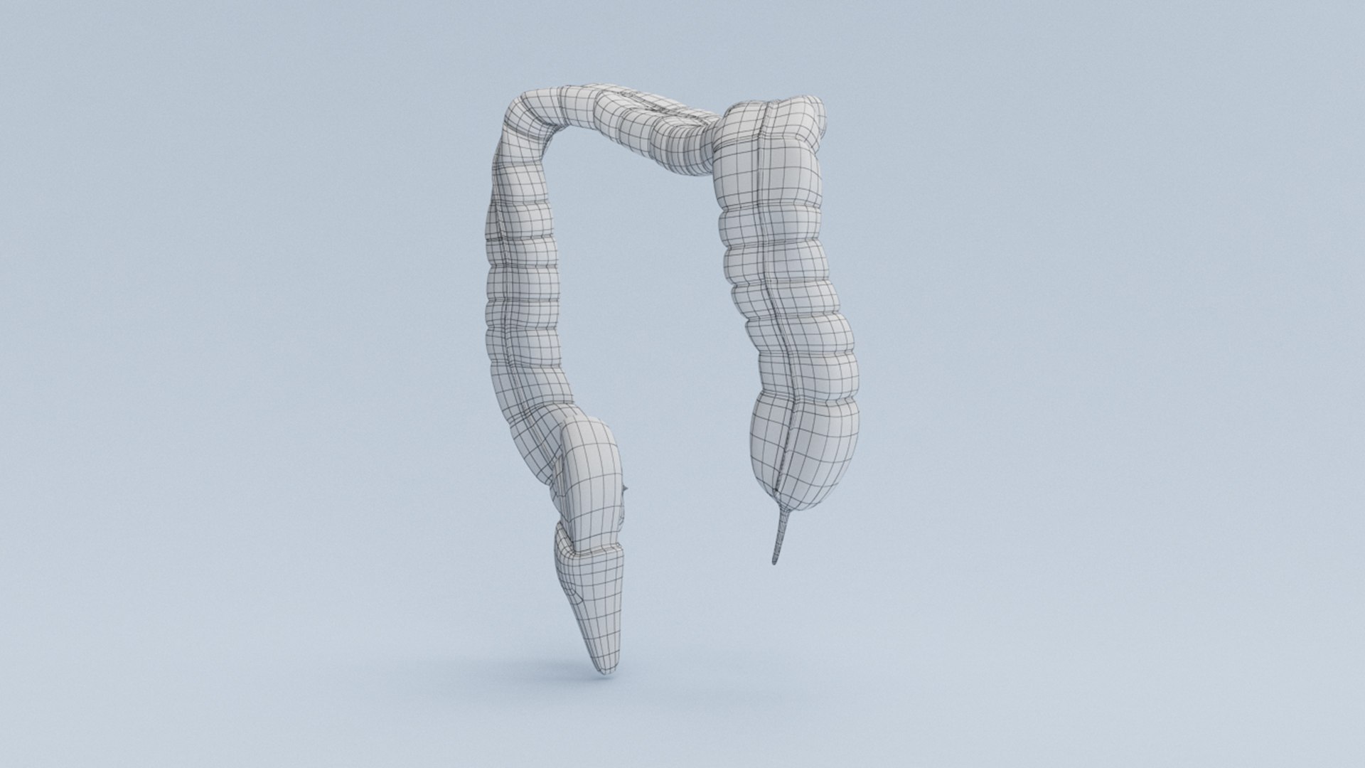 3d Model Large Intestine