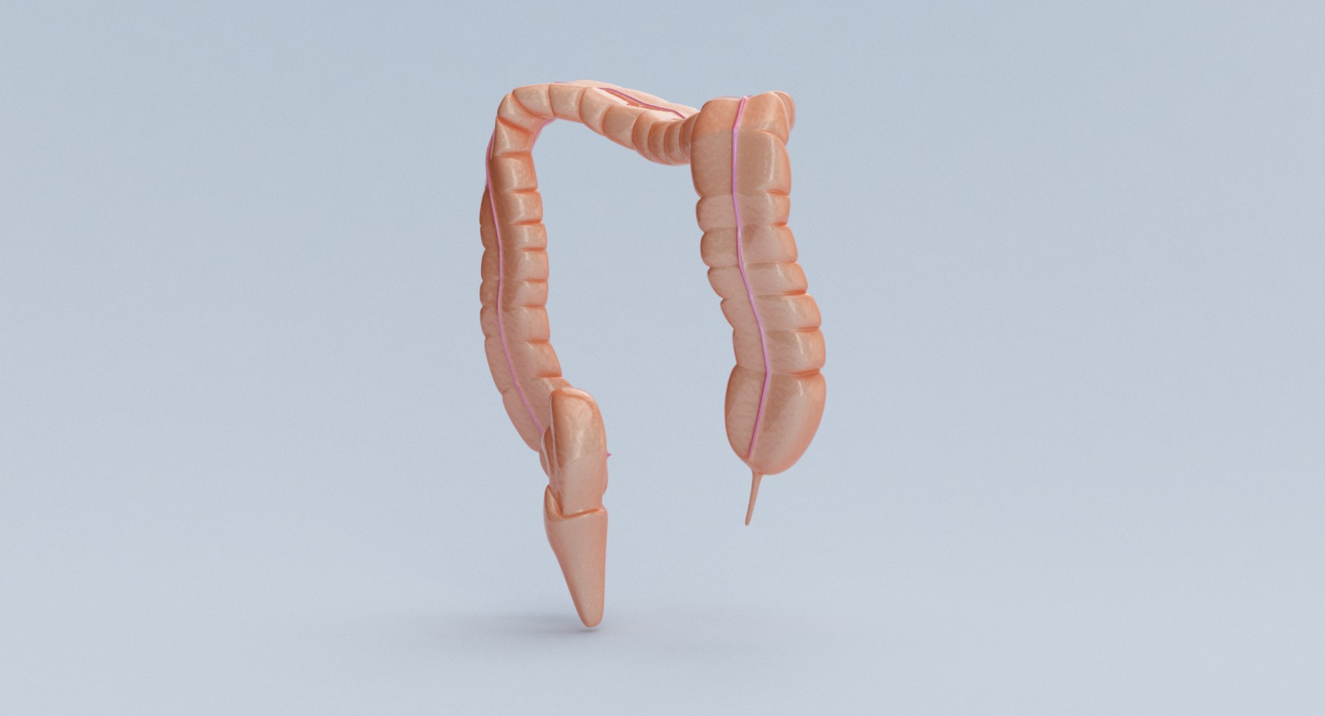 3d Model Large Intestine