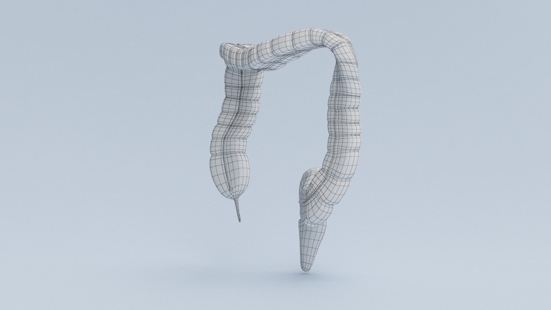 3d Model Large Intestine