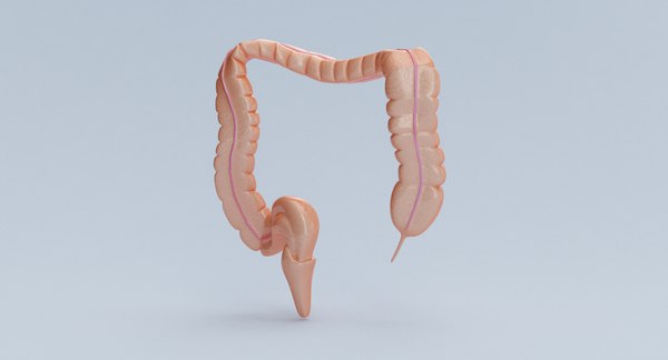 3d model large intestine