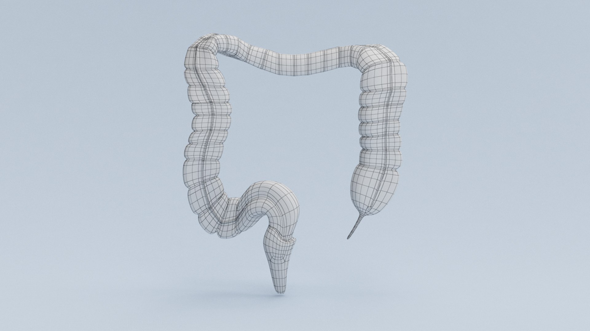 3d Model Large Intestine