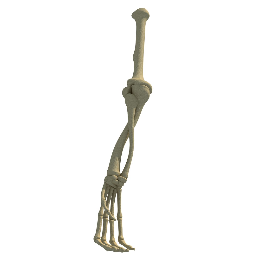 3D Animal Skeleton Arm - TurboSquid 1171130