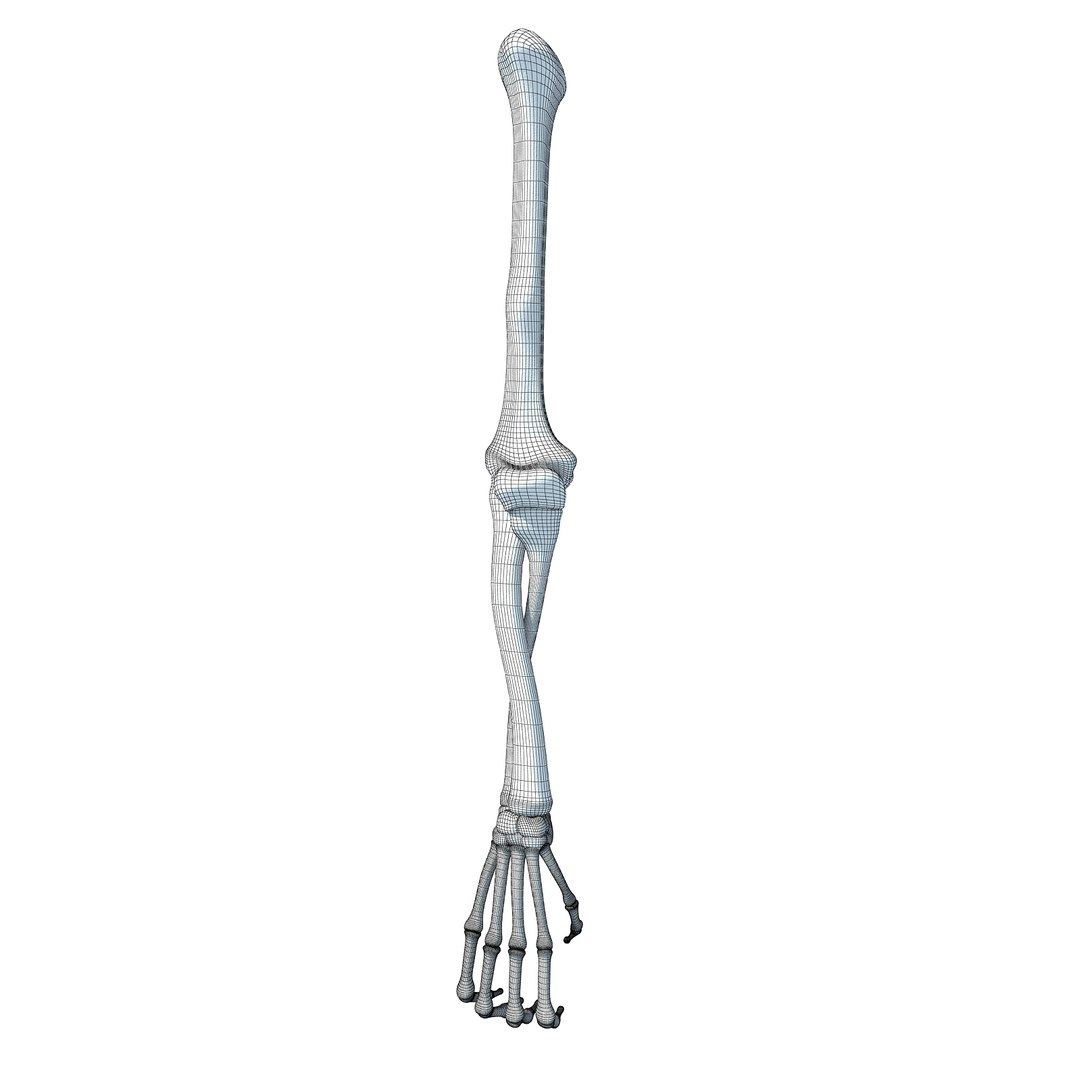 3D Animal Skeleton Arm - TurboSquid 1171130
