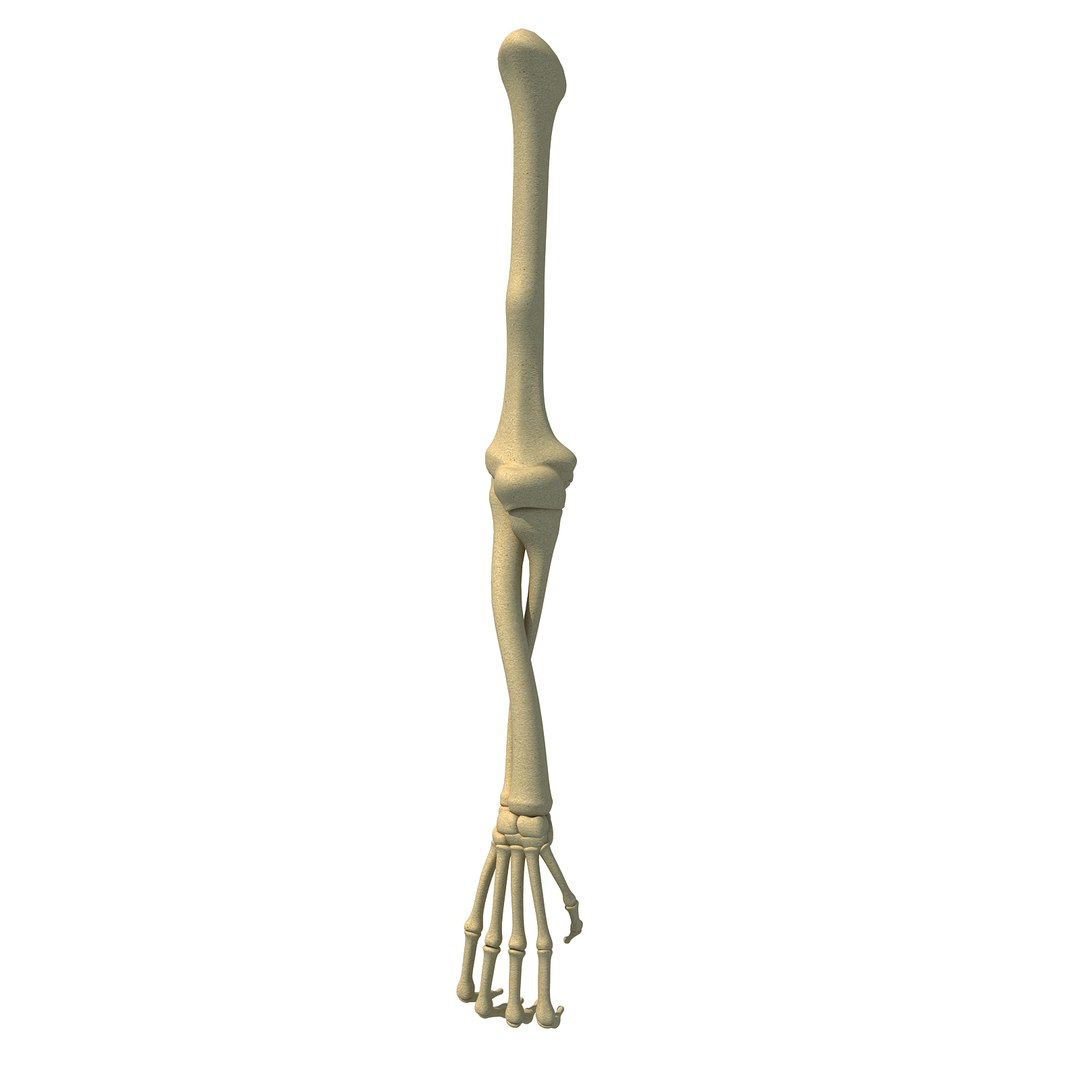 3D Animal Skeleton Arm - TurboSquid 1171130