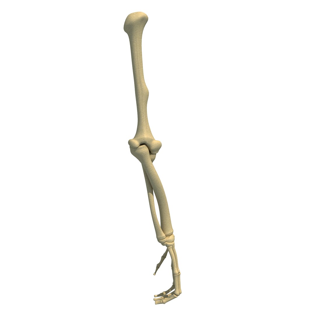 3D Animal Skeleton Arm - TurboSquid 1171130