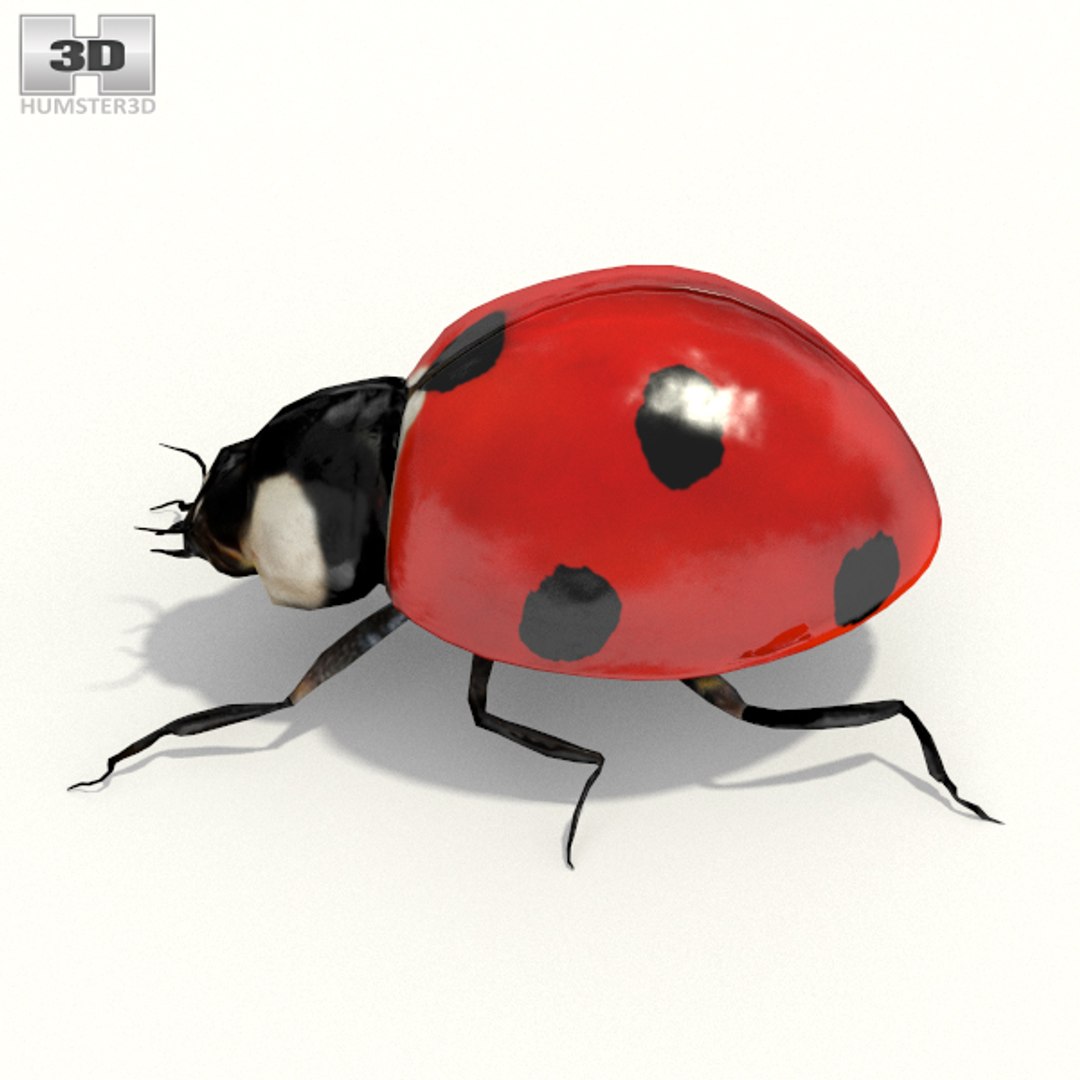 3d model ladybird lady d