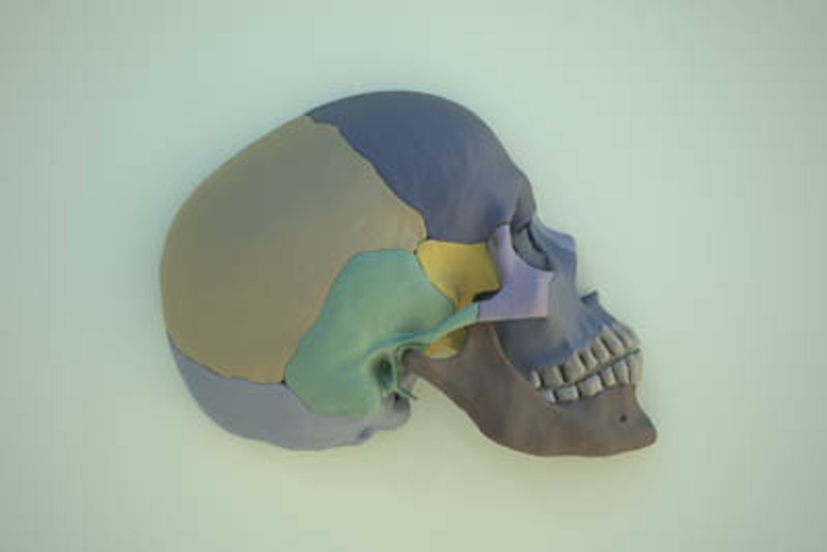 Anatomically Correct Skull Uberskull Ma