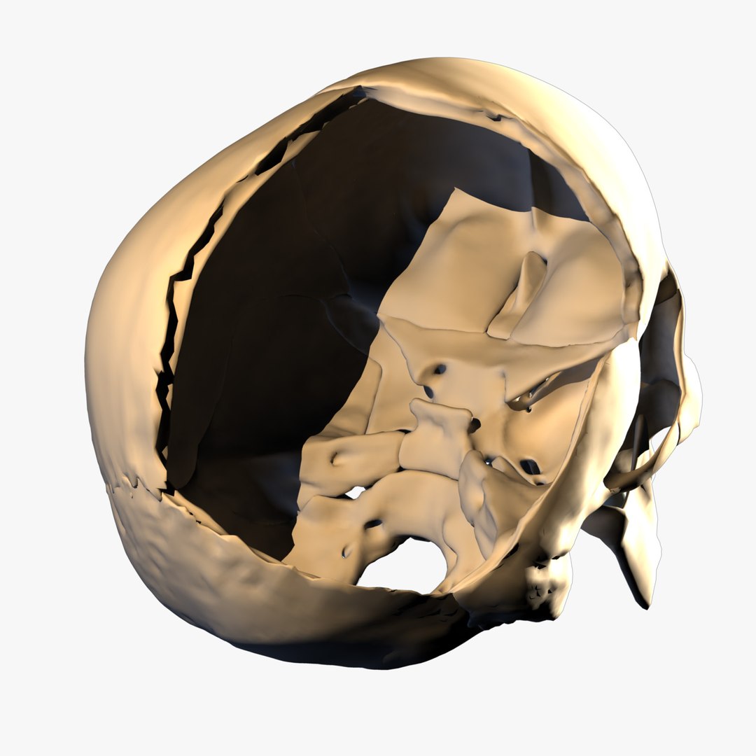 Anatomically Correct Skull Uberskull Ma