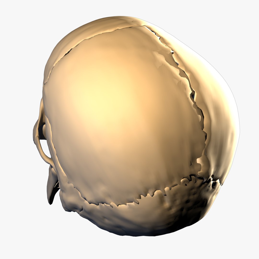Anatomically Correct Skull Uberskull Ma