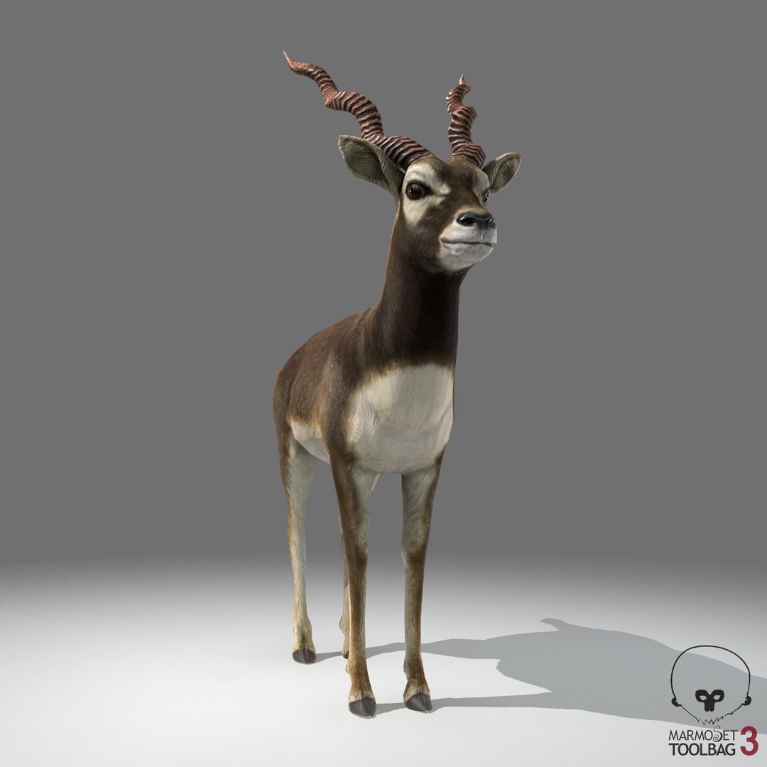 Blackbuck antelope 3D model - TurboSquid 1299592