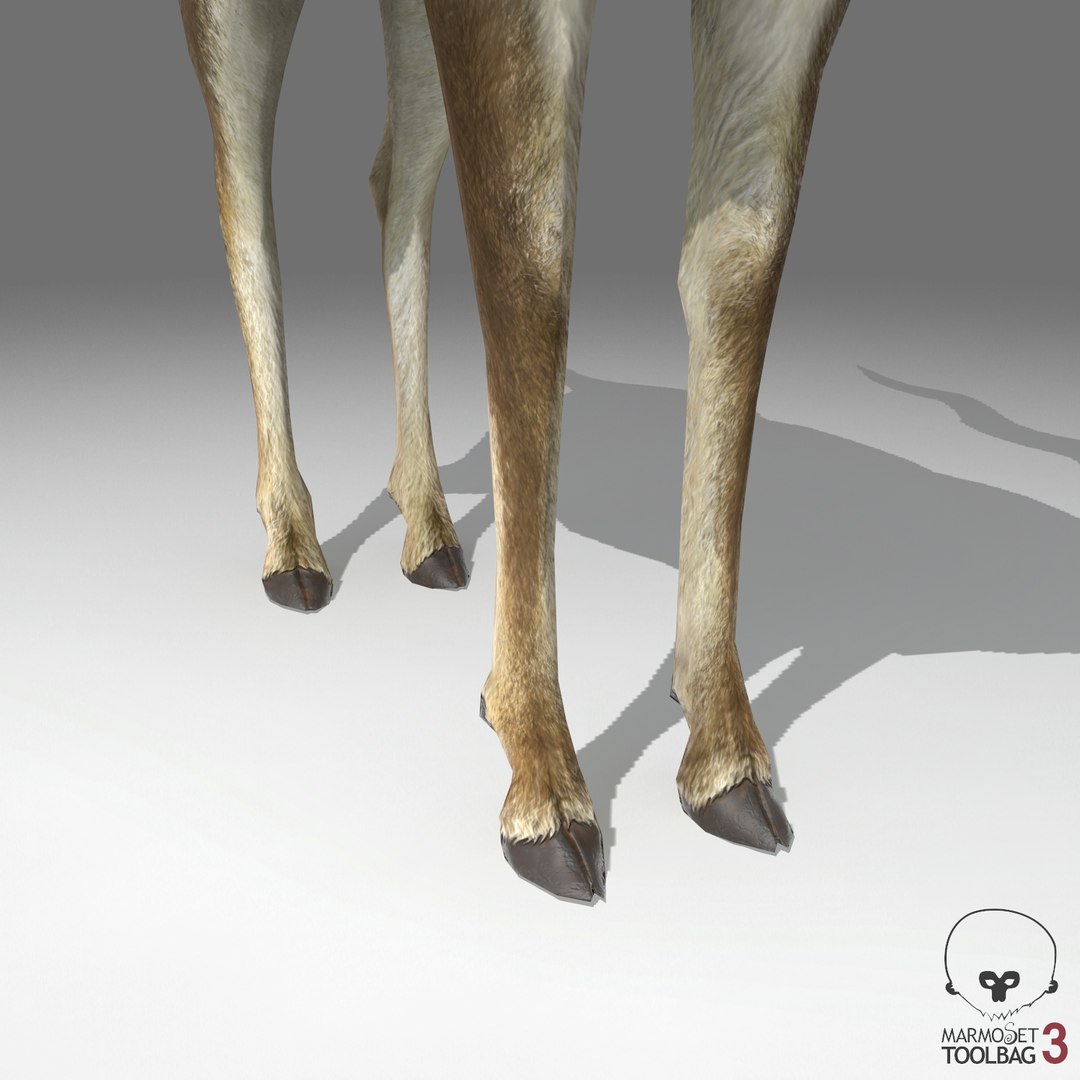 Blackbuck antelope 3D model - TurboSquid 1299592