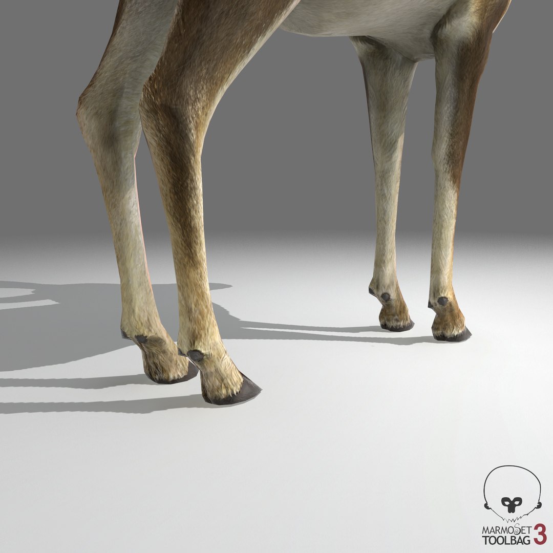 Blackbuck antelope 3D model - TurboSquid 1299592