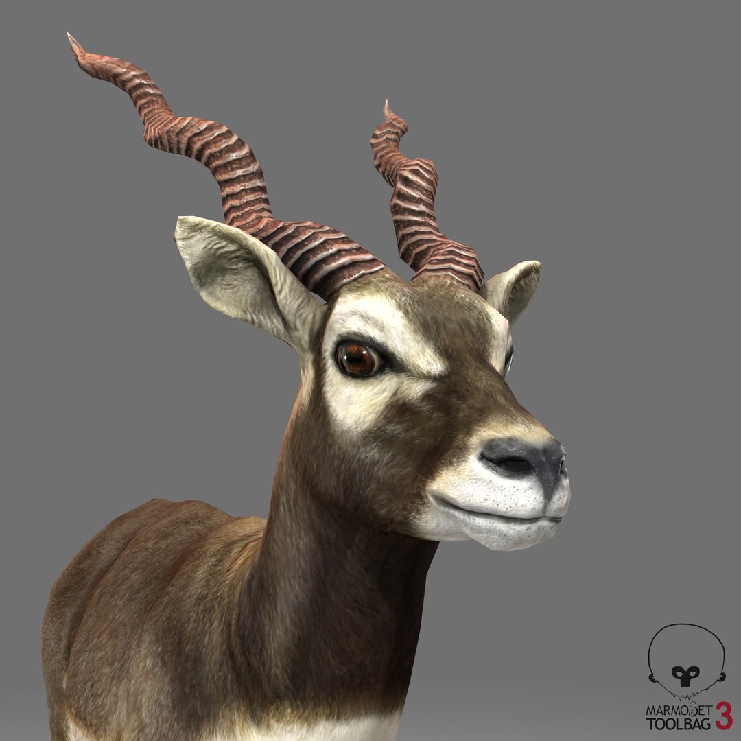 Blackbuck antelope 3D model - TurboSquid 1299592
