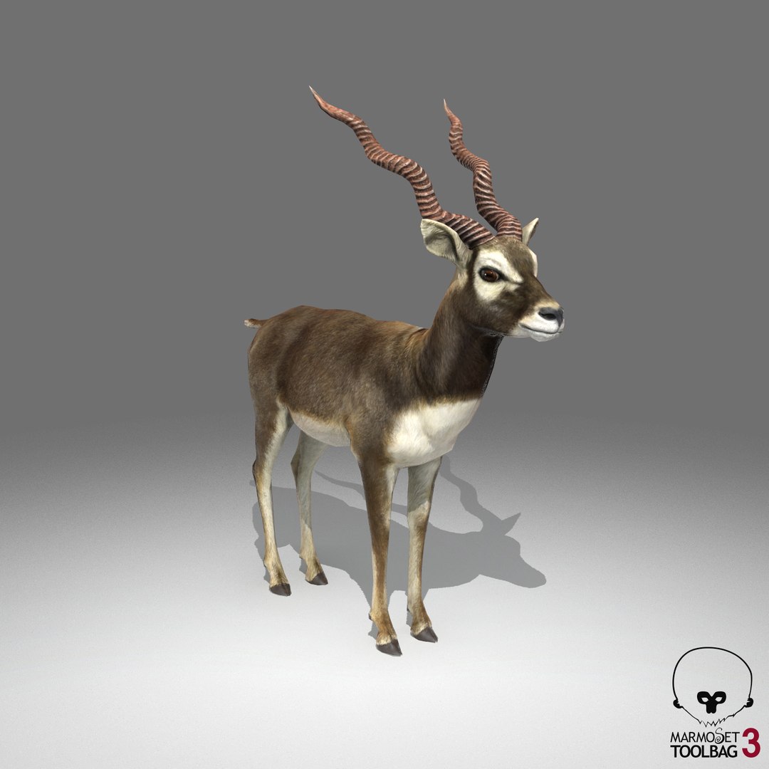 Blackbuck antelope 3D model - TurboSquid 1299592