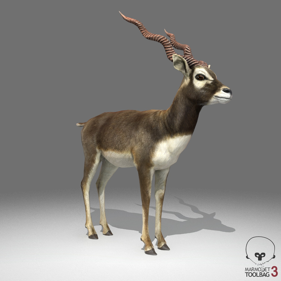 Blackbuck antelope 3D model - TurboSquid 1299592