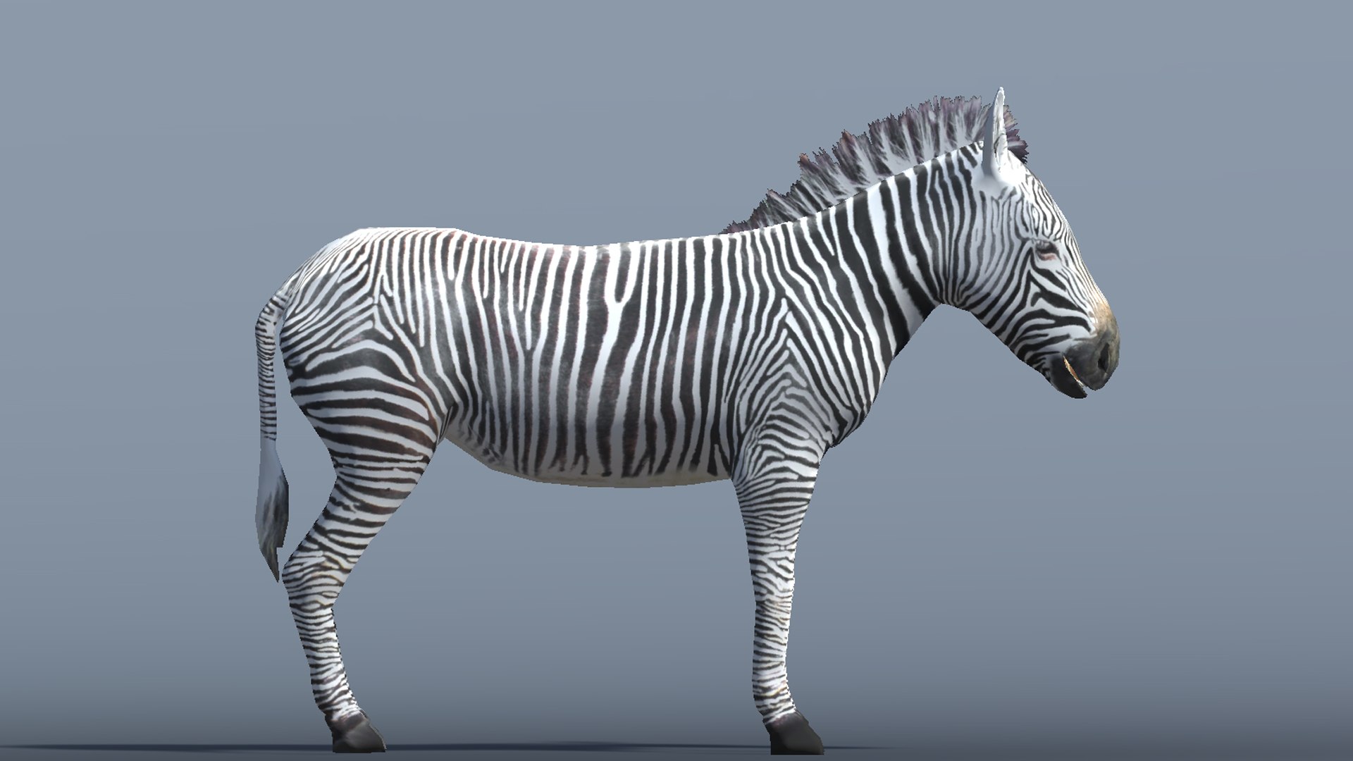 3D Lowpoly Zebra Animated For VR AR Games Model - TurboSquid 2059456