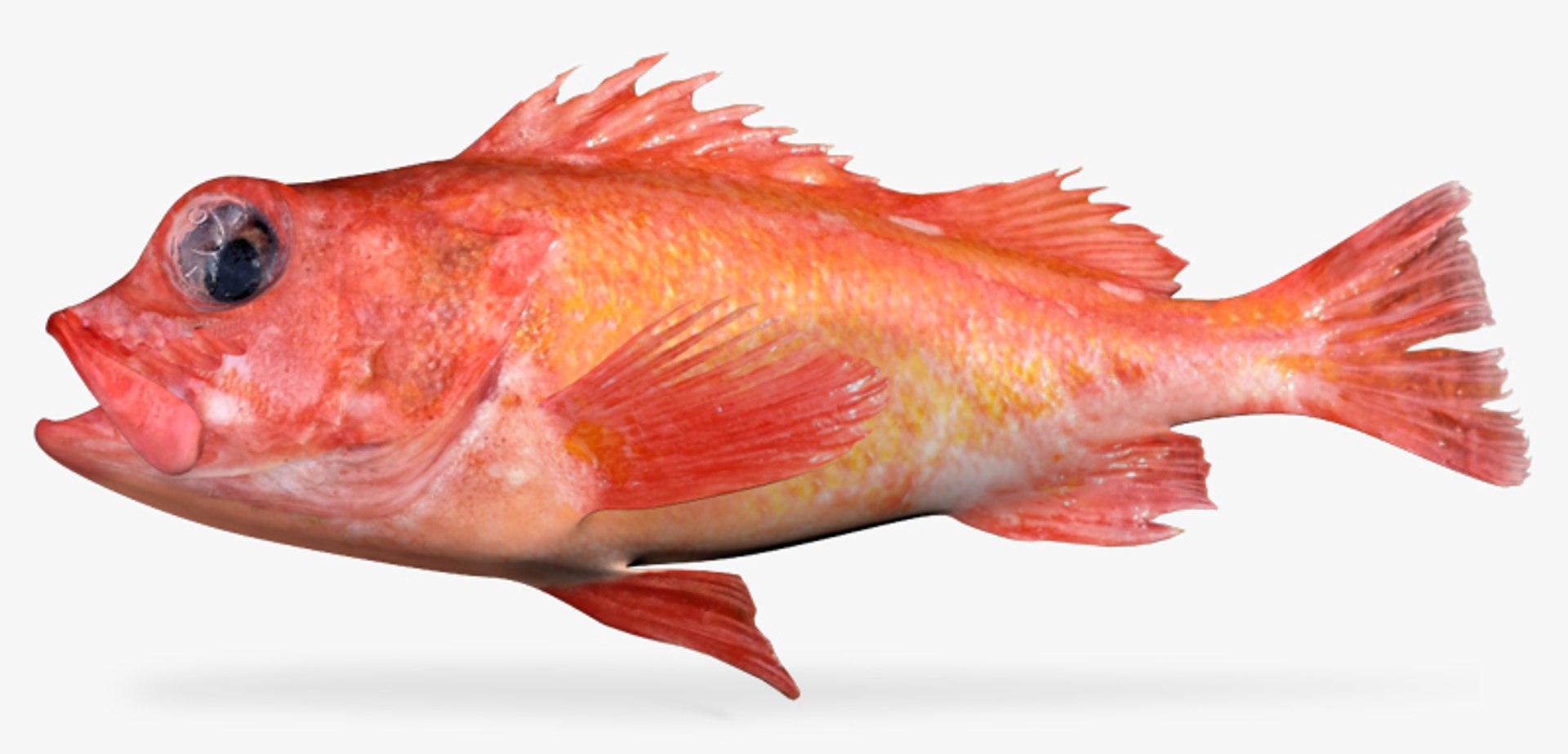 rosepink rockfish x