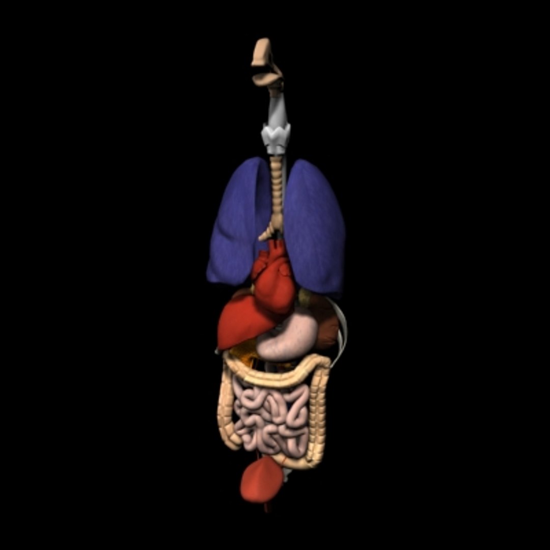 internal human 3d model