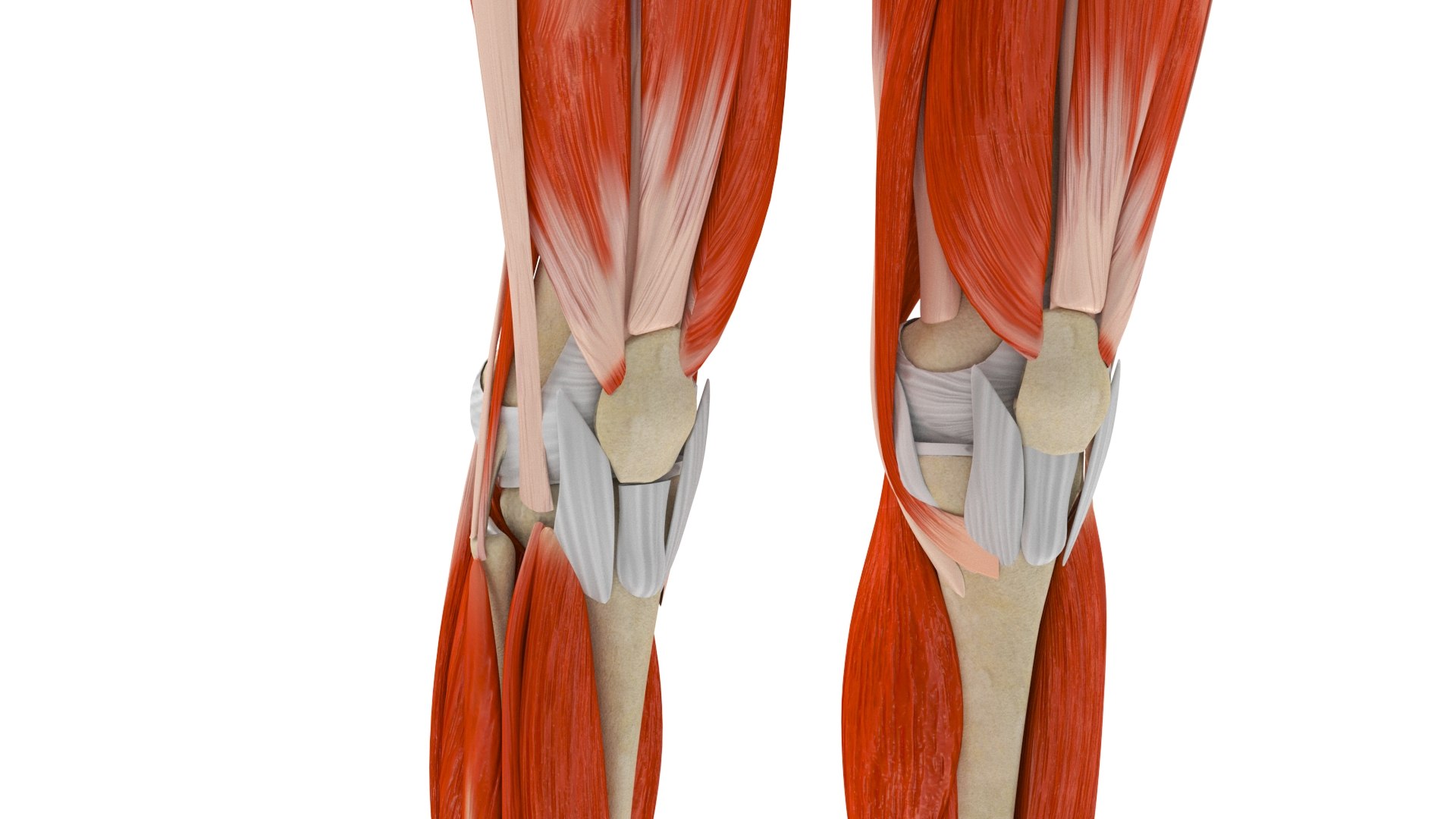 3D Human Musculoskeletal System model - TurboSquid 1848273