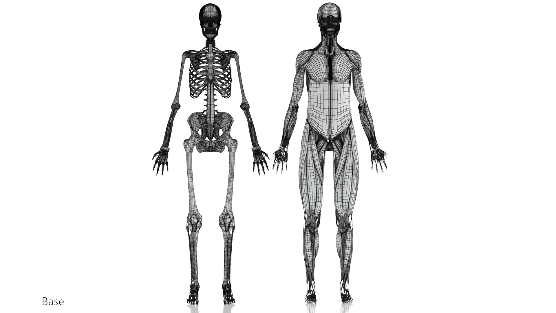 3D Human Musculoskeletal System model - TurboSquid 1848273