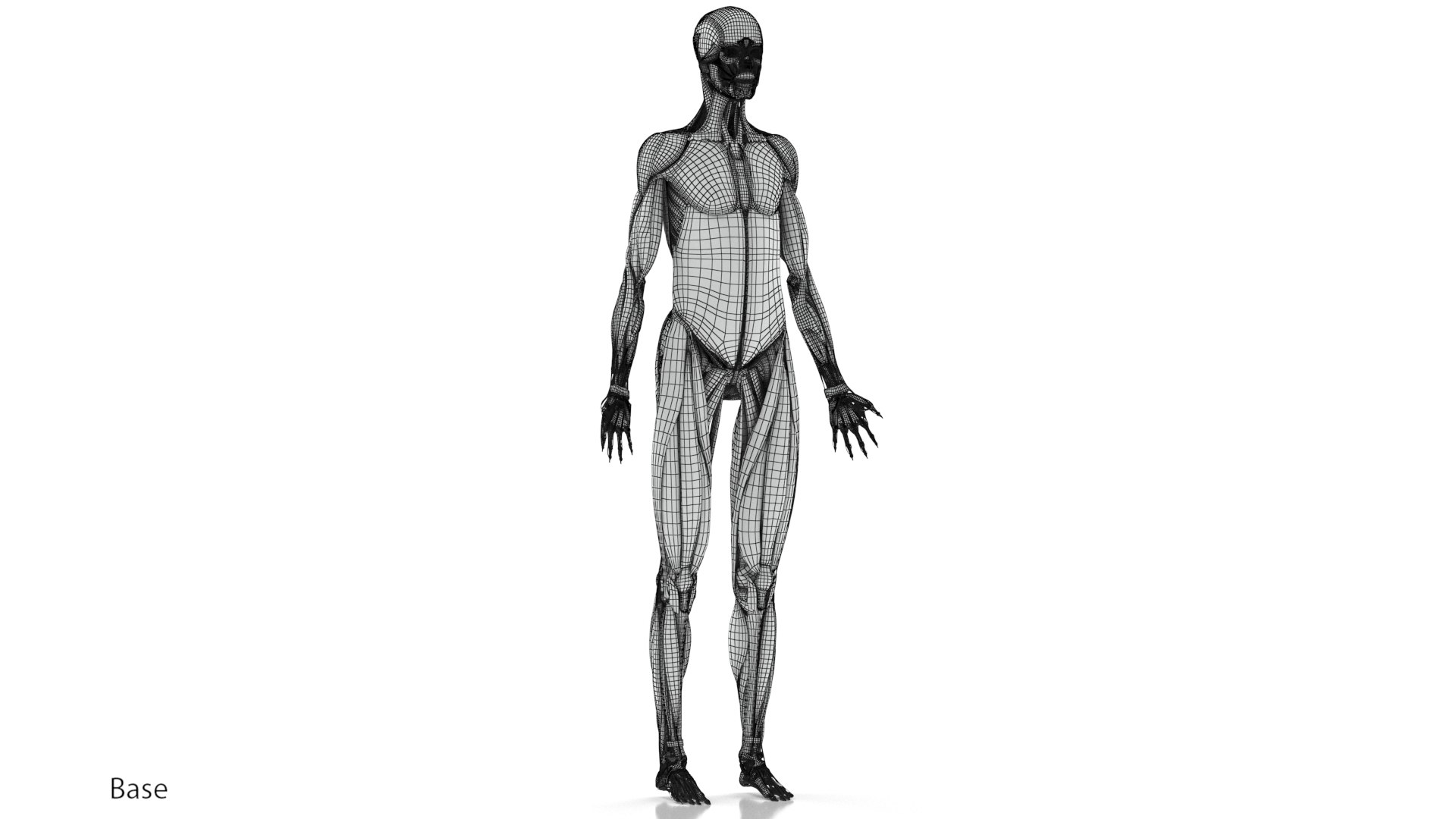 3D Human Musculoskeletal System model - TurboSquid 1848273