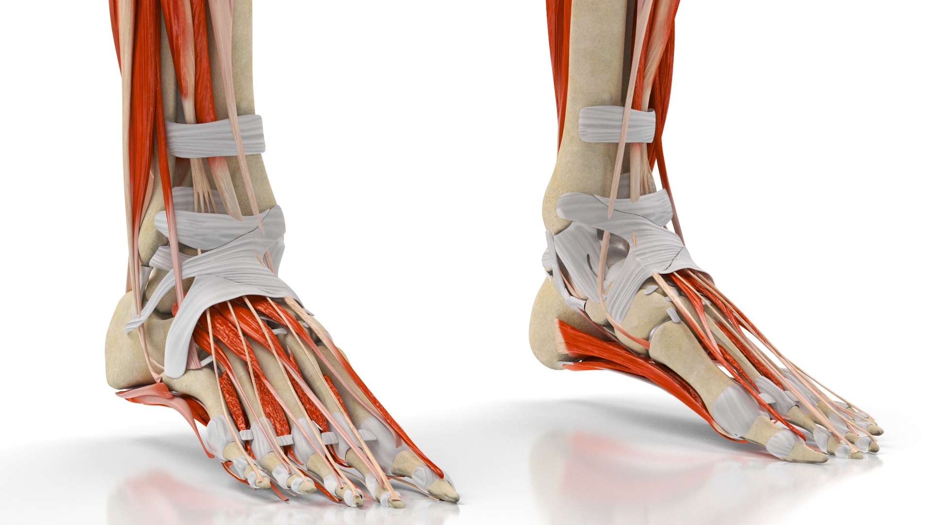 3D Human Musculoskeletal System model - TurboSquid 1848273